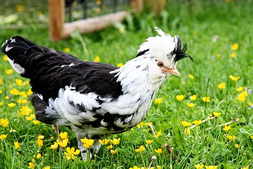 Fancy Chicken | Battle Bunny