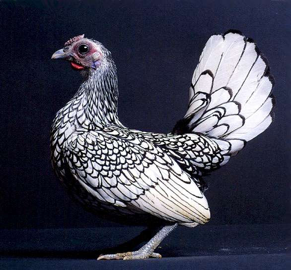 Fancy Chicken | Battle Bunny