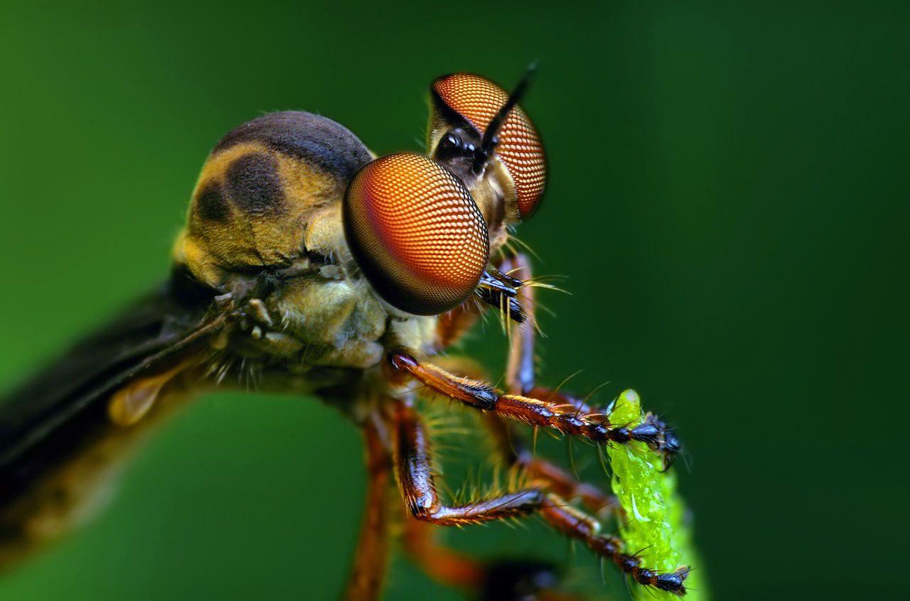 Macro Insects | Battle Bunny