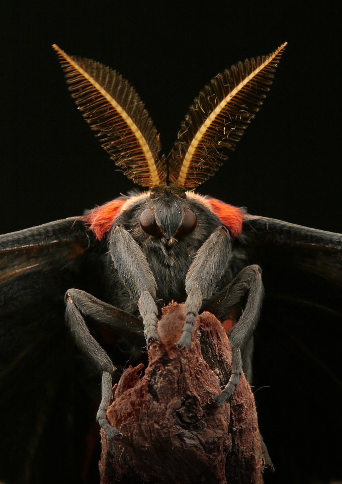 Macro Insects | Battle Bunny