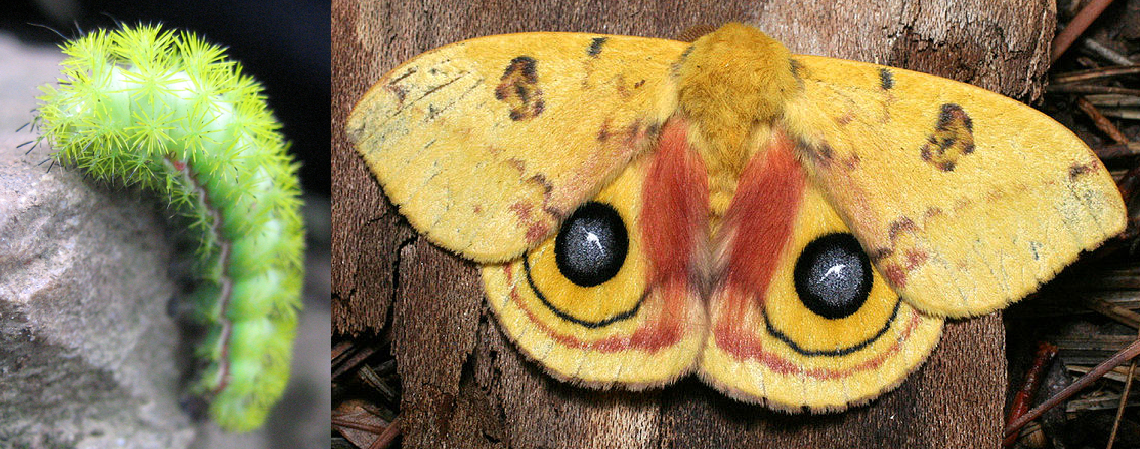 I ♥ Moths | Battle Bunny